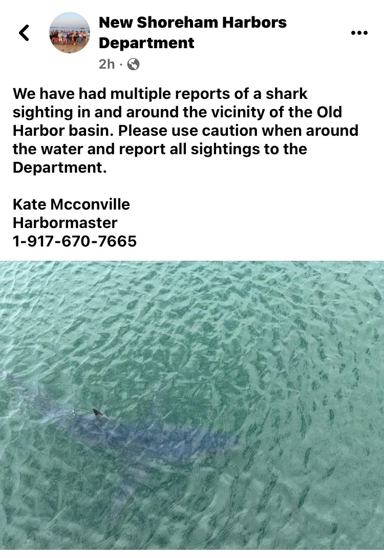 Sharks descend on Block Island - John DePetro Show